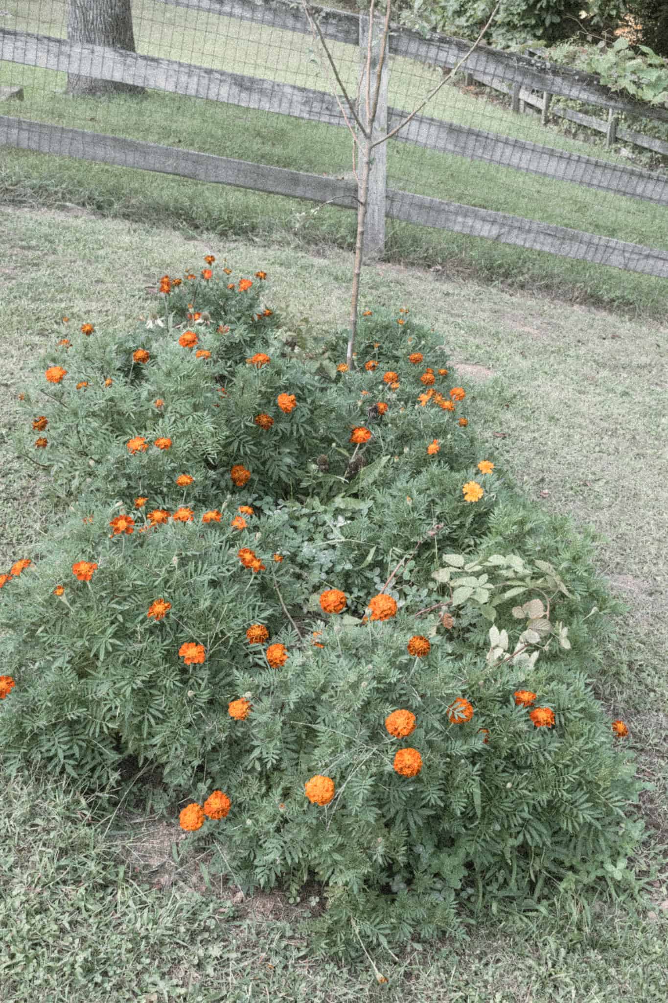 How to Plant a Fruit Tree Guild - The Bluegrass Blacksheep