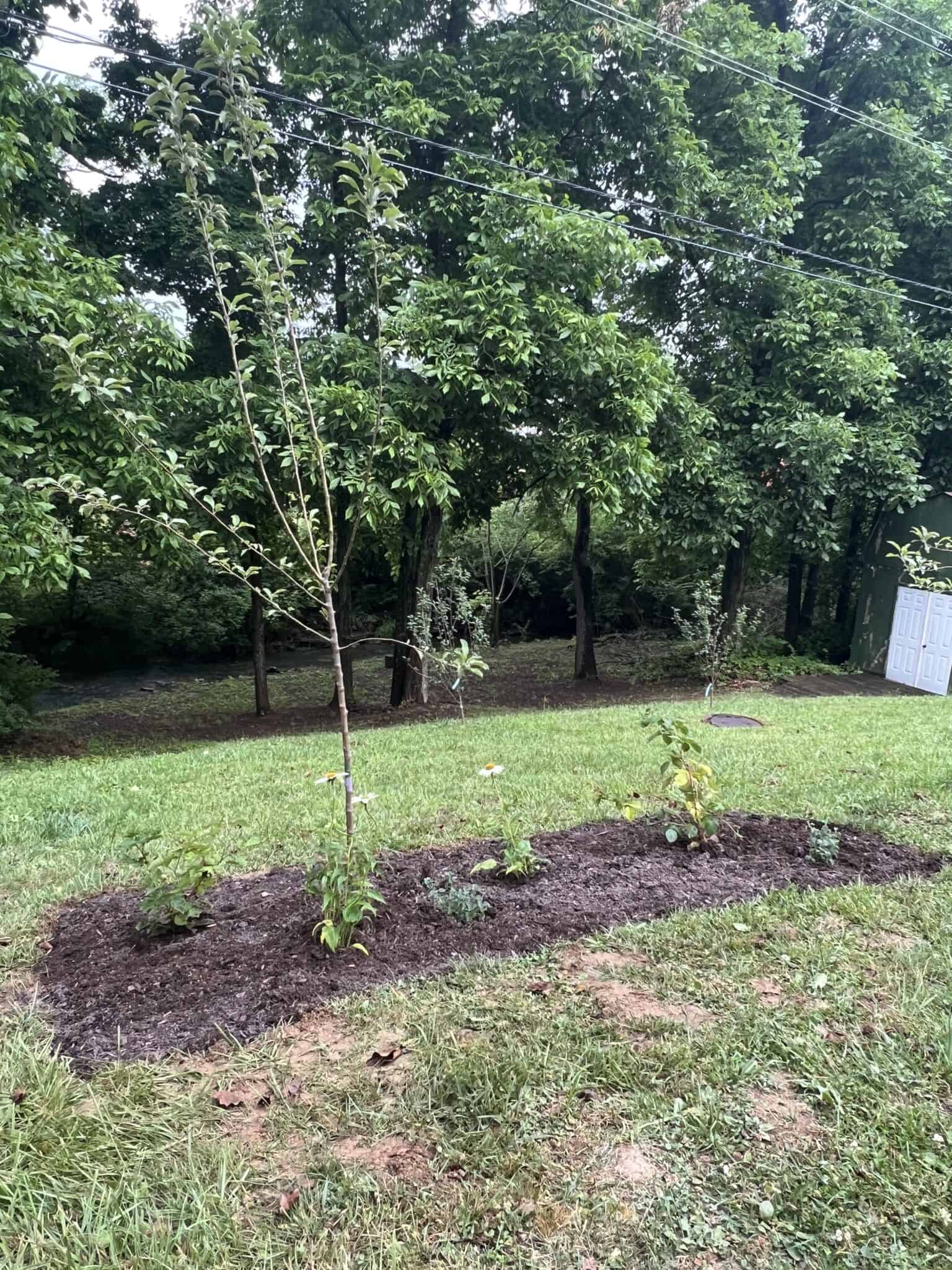 How to Plant a Fruit Tree Guild - The Bluegrass Blacksheep